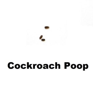 Cockroach Poop What Does Roach Poop Look Like?