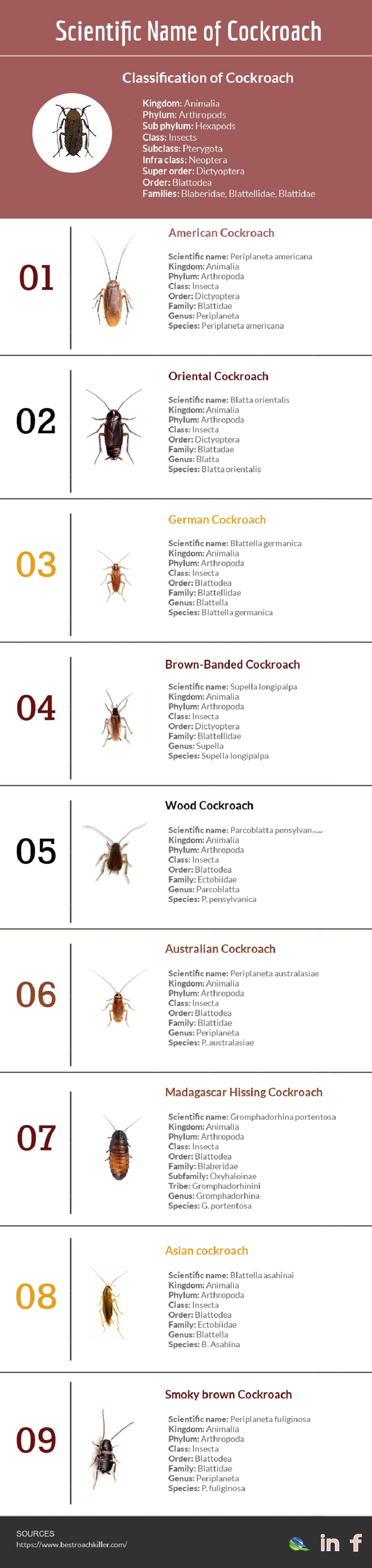Scientific Name of Cockroach: Species, Family, Class, More