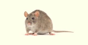 Diphacinone Rodenticide Review - Expert Analysis