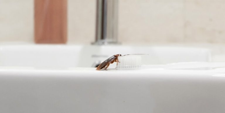 Can Cockroaches Travel On A Person? - Prevention Tips